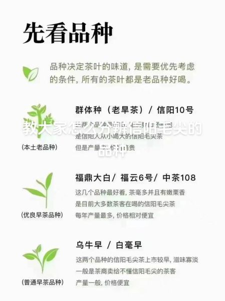毛尖茶哪里产的最好_如何辨别正宗产地-第1张图片-山城妙识 毛尖茶哪里产的最好_如何辨别正宗产地-第1张图片-山城妙识