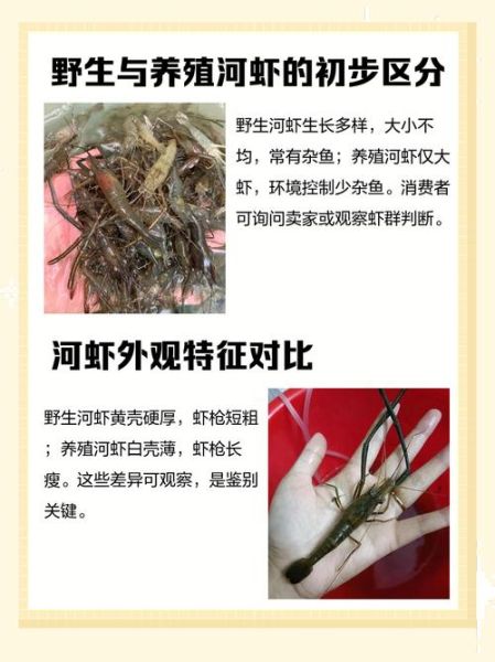 野生河虾多少钱一斤_如何挑选新鲜野生河虾-第2张图片-山城妙识 野生河虾多少钱一斤_如何挑选新鲜野生河虾-第2张图片-山城妙识
