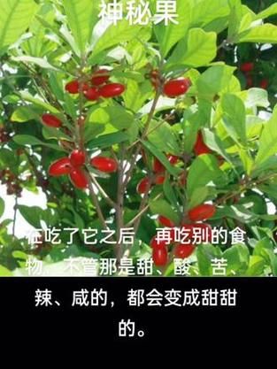 神秘果骗局揭秘_神秘果减肥效果真假-第3张图片-山城妙识 神秘果骗局揭秘_神秘果减肥效果真假-第3张图片-山城妙识