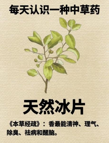 冰片是什么东西_冰片的功效与作用-第2张图片-山城妙识 冰片是什么东西_冰片的功效与作用-第2张图片-山城妙识