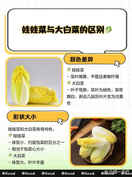 娃娃菜和大白菜的区别_哪个更营养-第1张图片-山城妙识 娃娃菜和大白菜的区别_哪个更营养-第1张图片-山城妙识