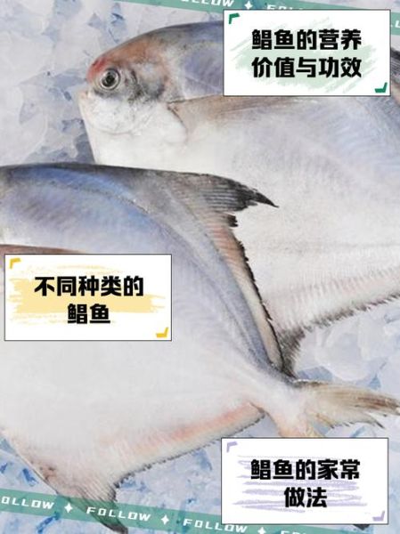 鲳鱼读音怎么读_鲳鱼拼音声调是什么-第1张图片-山城妙识 鲳鱼读音怎么读_鲳鱼拼音声调是什么-第1张图片-山城妙识
