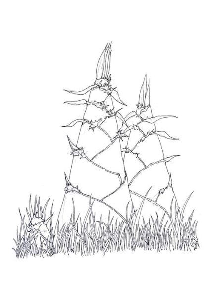 竹笋简笔画怎么画_竹笋简笔画步骤图-第2张图片-山城妙识