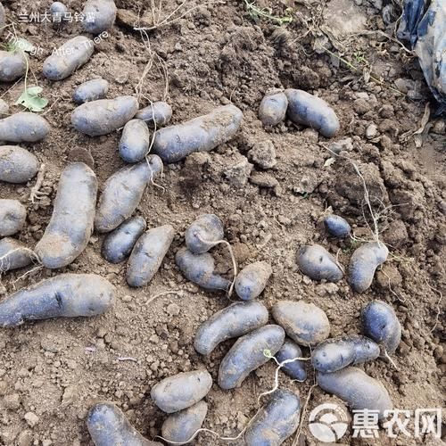 黑美人土豆怎么做好吃_黑美人土豆的做法大全-第1张图片-山城妙识 黑美人土豆怎么做好吃_黑美人土豆的做法大全-第1张图片-山城妙识