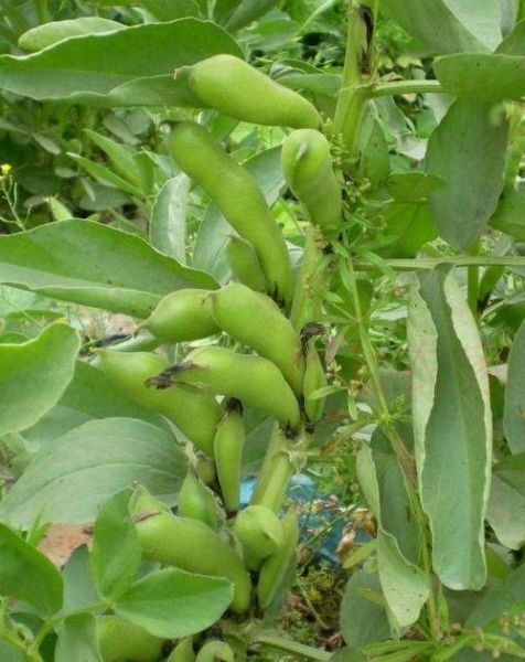 茴香豆的茴有几种做法_怎么做才最香-第2张图片-山城妙识 茴香豆的茴有几种做法_怎么做才最香-第2张图片-山城妙识