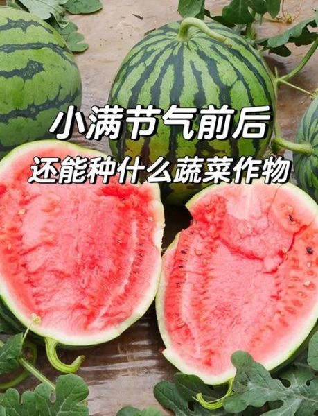 小满吃什么蔬菜_小满时节养生蔬菜推荐-第3张图片-山城妙识 小满吃什么蔬菜_小满时节养生蔬菜推荐-第3张图片-山城妙识