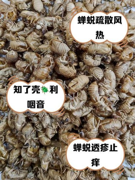 蝉蜕怎么煮_蝉蜕煮多久才有效-第1张图片-山城妙识 蝉蜕怎么煮_蝉蜕煮多久才有效-第1张图片-山城妙识