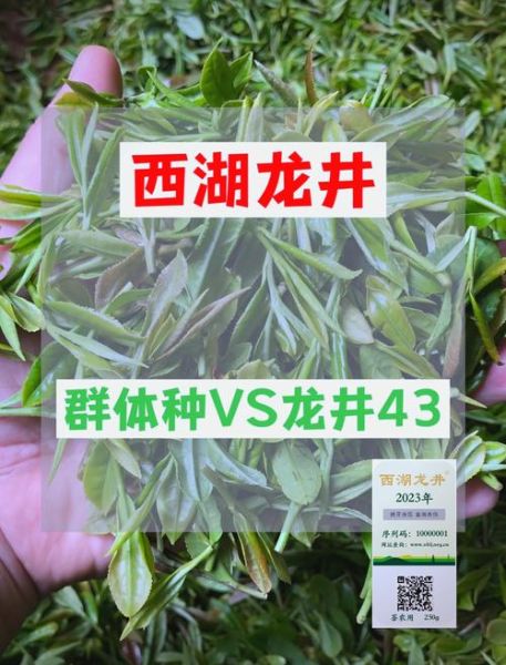 龙井茶有几个品种_龙井茶品种区别-第3张图片-山城妙识