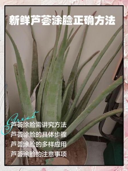 新鲜芦荟涂脸正确方法_芦荟胶可以直接涂脸吗-第2张图片-山城妙识