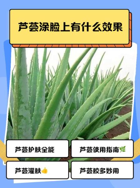 新鲜芦荟涂脸正确方法_芦荟胶可以直接涂脸吗-第1张图片-山城妙识