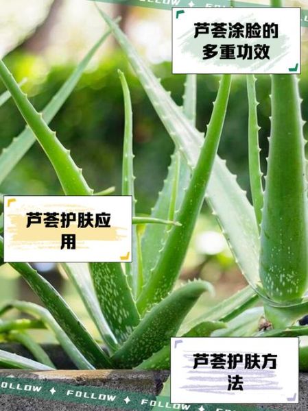 新鲜芦荟涂脸正确方法_芦荟胶可以直接涂脸吗-第3张图片-山城妙识