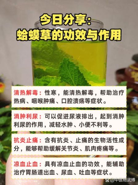 蟾蜍草的功效与作用_蟾蜍草可以长期喝吗-第1张图片-山城妙识 蟾蜍草的功效与作用_蟾蜍草可以长期喝吗-第1张图片-山城妙识