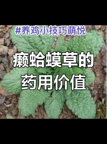 蟾蜍草的功效与作用_蟾蜍草可以长期喝吗-第2张图片-山城妙识 蟾蜍草的功效与作用_蟾蜍草可以长期喝吗-第2张图片-山城妙识