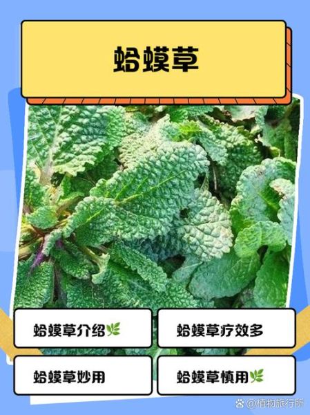 蟾蜍草的功效与作用_蟾蜍草可以长期喝吗-第3张图片-山城妙识 蟾蜍草的功效与作用_蟾蜍草可以长期喝吗-第3张图片-山城妙识
