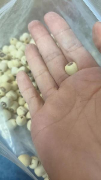 莲子图片大全大图_高清细节如何辨别-第2张图片-山城妙识 莲子图片大全大图_高清细节如何辨别-第2张图片-山城妙识