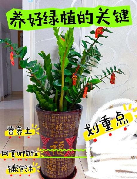 金钱树图片大全_如何养护金钱树-第1张图片-山城妙识 金钱树图片大全_如何养护金钱树-第1张图片-山城妙识