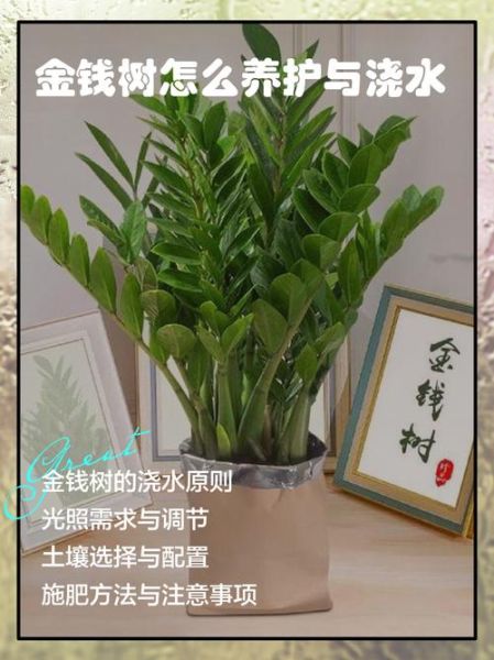 金钱树图片大全_如何养护金钱树-第2张图片-山城妙识 金钱树图片大全_如何养护金钱树-第2张图片-山城妙识