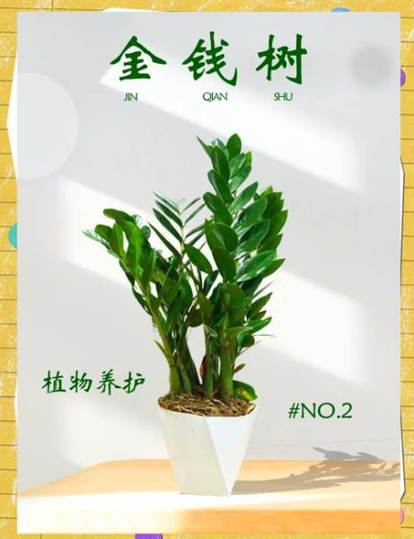 金钱树图片大全_如何养护金钱树-第3张图片-山城妙识 金钱树图片大全_如何养护金钱树-第3张图片-山城妙识