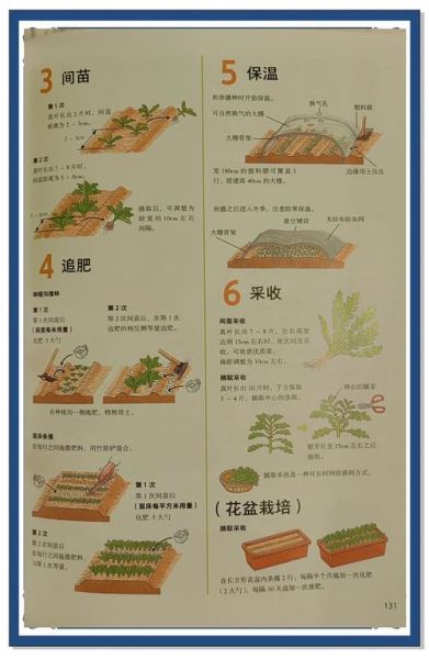 茼蒿种子怎么种_茼蒿种子几天发芽-第1张图片-山城妙识 茼蒿种子怎么种_茼蒿种子几天发芽-第1张图片-山城妙识