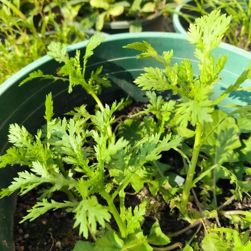 茼蒿种子怎么种_茼蒿种子几天发芽-第2张图片-山城妙识 茼蒿种子怎么种_茼蒿种子几天发芽-第2张图片-山城妙识