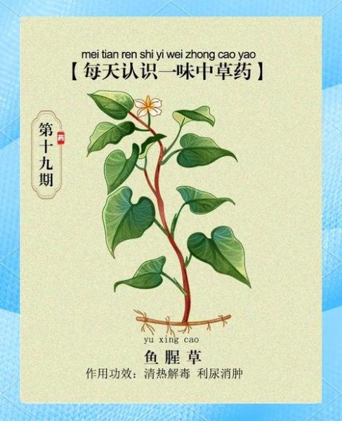 鱼腥草致癌是真的吗_鱼腥草到底能不能吃-第3张图片-山城妙识 鱼腥草致癌是真的吗_鱼腥草到底能不能吃-第3张图片-山城妙识