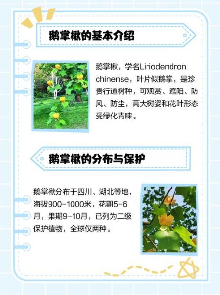 鹅掌楸是什么植物_鹅掌楸如何养护-第3张图片-山城妙识 鹅掌楸是什么植物_鹅掌楸如何养护-第3张图片-山城妙识