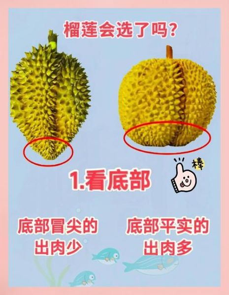 榴莲怎么挑选好吃_肉多核小怎么分辨-第1张图片-山城妙识 榴莲怎么挑选好吃_肉多核小怎么分辨-第1张图片-山城妙识