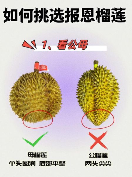 榴莲怎么挑选好吃_肉多核小怎么分辨-第2张图片-山城妙识 榴莲怎么挑选好吃_肉多核小怎么分辨-第2张图片-山城妙识