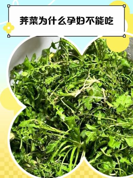 荠菜什么人不能吃_孕妇能吃荠菜吗-第2张图片-山城妙识 荠菜什么人不能吃_孕妇能吃荠菜吗-第2张图片-山城妙识