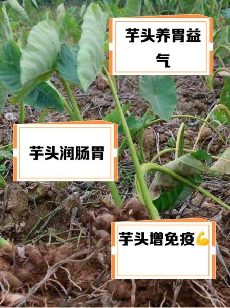 野芋头能治什么病_野芋头外敷的正确方法-第1张图片-山城妙识 野芋头能治什么病_野芋头外敷的正确方法-第1张图片-山城妙识