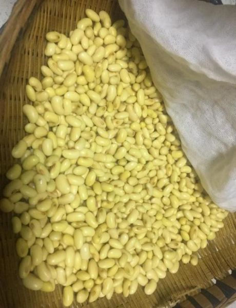 家庭自制黄豆芽的方法_怎么让黄豆芽又粗又嫩-第2张图片-山城妙识 家庭自制黄豆芽的方法_怎么让黄豆芽又粗又嫩-第2张图片-山城妙识
