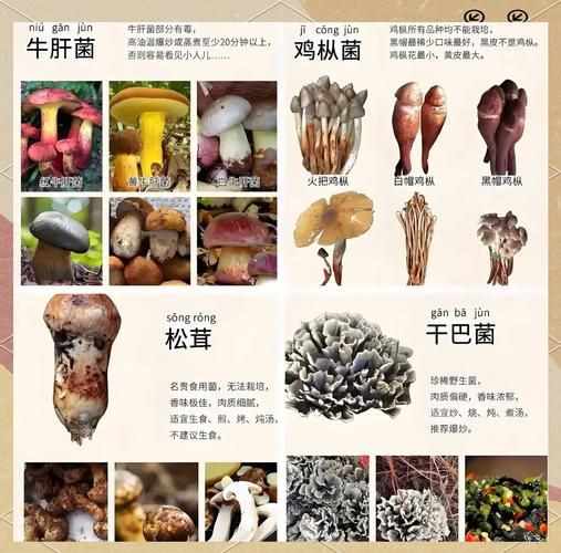 蘑菇的种类及图片大全_如何辨别可食用蘑菇-第2张图片-山城妙识 蘑菇的种类及图片大全_如何辨别可食用蘑菇-第2张图片-山城妙识