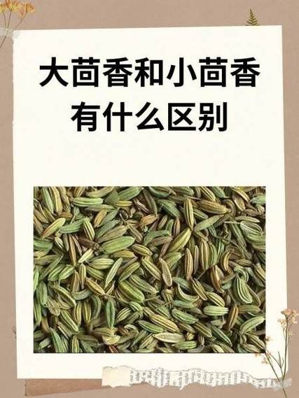 茴香菜和小茴香是一种东西吗_茴香菜和小茴香的区别-第1张图片-山城妙识 茴香菜和小茴香是一种东西吗_茴香菜和小茴香的区别-第1张图片-山城妙识