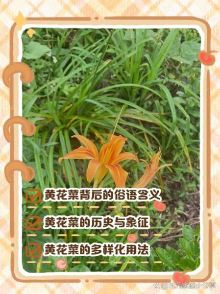 黄花菜都凉了典故出处_为什么用黄花菜比喻迟到-第1张图片-山城妙识 黄花菜都凉了典故出处_为什么用黄花菜比喻迟到-第1张图片-山城妙识