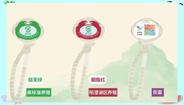 阳澄湖大闸蟹官网正品购买_如何辨别真假-第3张图片-山城妙识