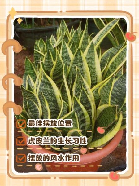 虎皮兰风水禁忌_虎皮兰摆放位置-第1张图片-山城妙识 虎皮兰风水禁忌_虎皮兰摆放位置-第1张图片-山城妙识