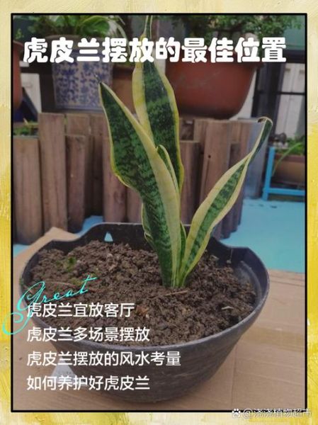 虎皮兰风水禁忌_虎皮兰摆放位置-第2张图片-山城妙识 虎皮兰风水禁忌_虎皮兰摆放位置-第2张图片-山城妙识