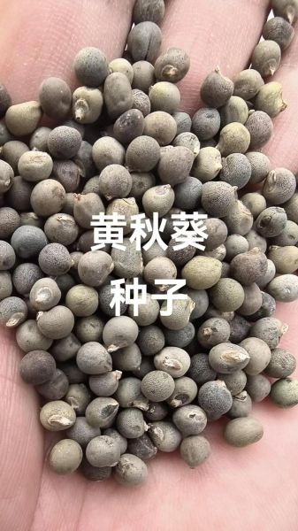 黄秋葵种子多少钱一斤_黄秋葵种子价格行情-第1张图片-山城妙识 黄秋葵种子多少钱一斤_黄秋葵种子价格行情-第1张图片-山城妙识
