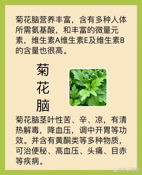 菊花脑图片功效与作用_菊花脑怎么吃最养生-第1张图片-山城妙识 菊花脑图片功效与作用_菊花脑怎么吃最养生-第1张图片-山城妙识