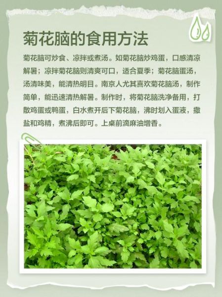 菊花脑图片功效与作用_菊花脑怎么吃最养生-第3张图片-山城妙识 菊花脑图片功效与作用_菊花脑怎么吃最养生-第3张图片-山城妙识