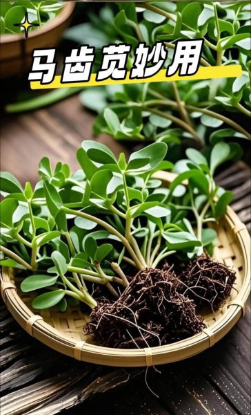 马齿苋治痘痘有效吗_马齿苋怎么用祛痘-第2张图片-山城妙识 马齿苋治痘痘有效吗_马齿苋怎么用祛痘-第2张图片-山城妙识