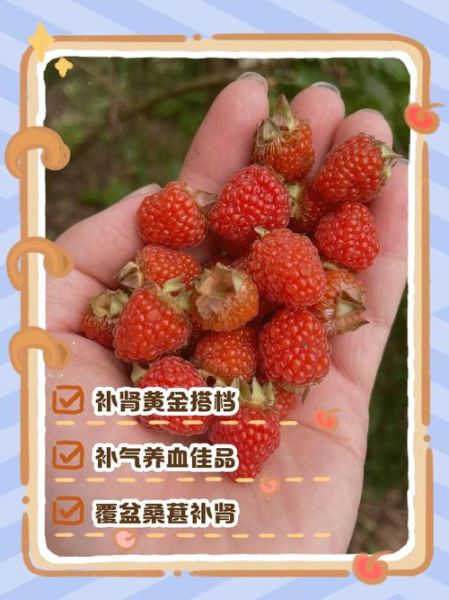 覆盆子壮阳效果好吗_覆盆子怎么吃最补肾-第3张图片-山城妙识 覆盆子壮阳效果好吗_覆盆子怎么吃最补肾-第3张图片-山城妙识