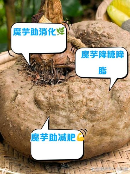 魔芋减肥怎么吃_魔芋热量高吗-第2张图片-山城妙识 魔芋减肥怎么吃_魔芋热量高吗-第2张图片-山城妙识