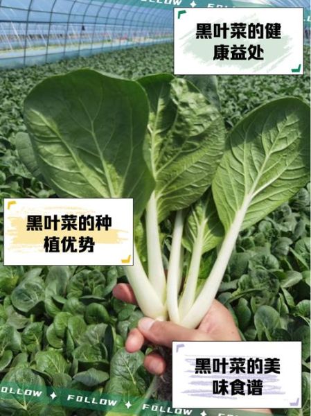 叶菜类蔬菜有哪些_常见叶菜品种及营养价值-第2张图片-山城妙识 叶菜类蔬菜有哪些_常见叶菜品种及营养价值-第2张图片-山城妙识