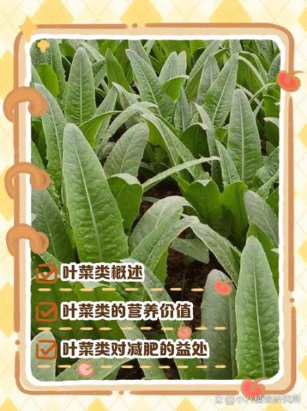 叶菜类蔬菜有哪些_常见叶菜品种及营养价值-第1张图片-山城妙识 叶菜类蔬菜有哪些_常见叶菜品种及营养价值-第1张图片-山城妙识