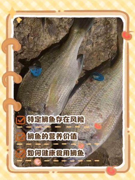 鲷鱼的营养价值_鲷鱼吃了有什么好处-第1张图片-山城妙识 鲷鱼的营养价值_鲷鱼吃了有什么好处-第1张图片-山城妙识