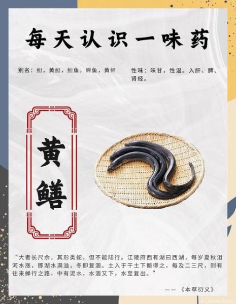 野生黄鳝的营养价值_野生黄鳝怎么吃最补-第1张图片-山城妙识 野生黄鳝的营养价值_野生黄鳝怎么吃最补-第1张图片-山城妙识