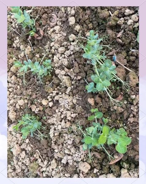 荷兰豆怎么种_荷兰豆种植技术与管理-第2张图片-山城妙识 荷兰豆怎么种_荷兰豆种植技术与管理-第2张图片-山城妙识