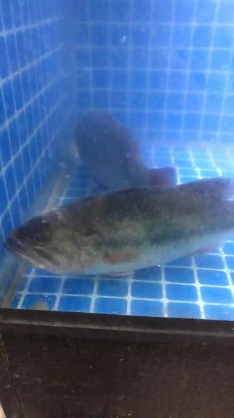 新鲜鲈鱼多少钱一斤_鲈鱼价格今日行情-第2张图片-山城妙识 新鲜鲈鱼多少钱一斤_鲈鱼价格今日行情-第2张图片-山城妙识