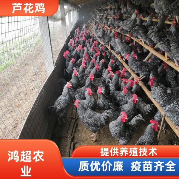 芦花鸡苗多少钱一只_10只起卖怎么买-第1张图片-山城妙识 芦花鸡苗多少钱一只_10只起卖怎么买-第1张图片-山城妙识